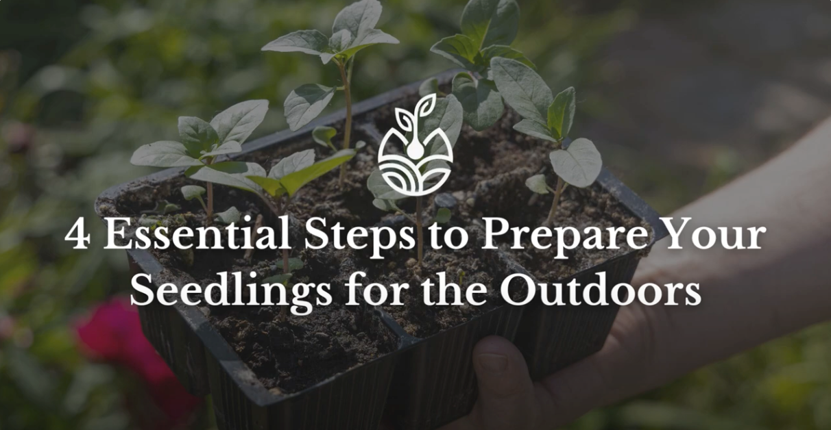4 Essential Steps to Prepare Your Seedlings for the Outdoors – HydraGarden