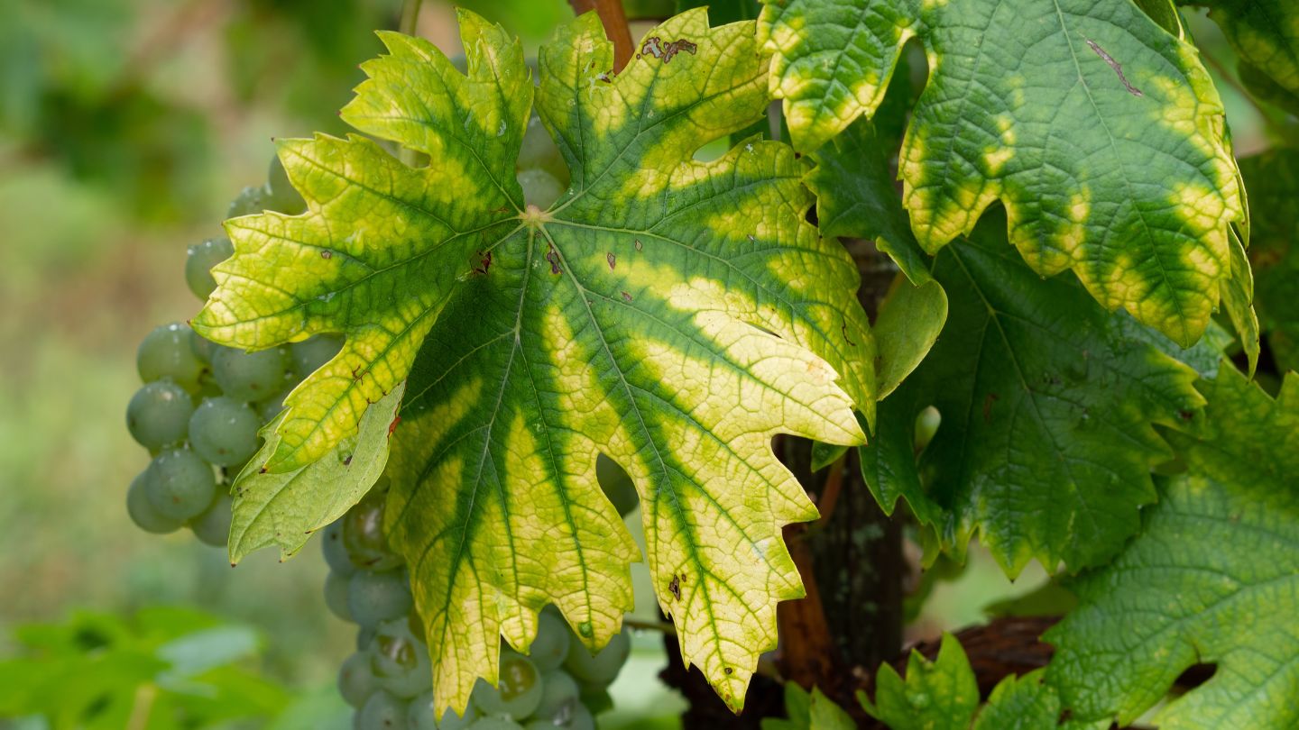 Yellow Leaves? Brown Spots? Here’s How to Fix Your Plant's Nutrient De ...