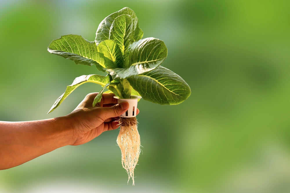 Hydroponic Growing Techniques