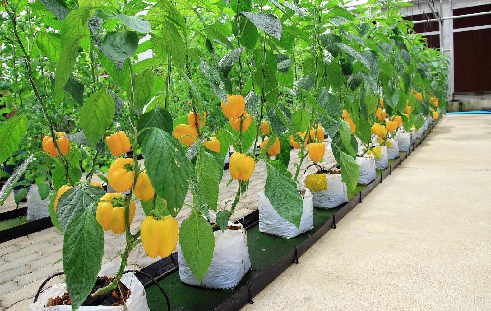 Cybele Labs Water Maintenance – HydraGarden